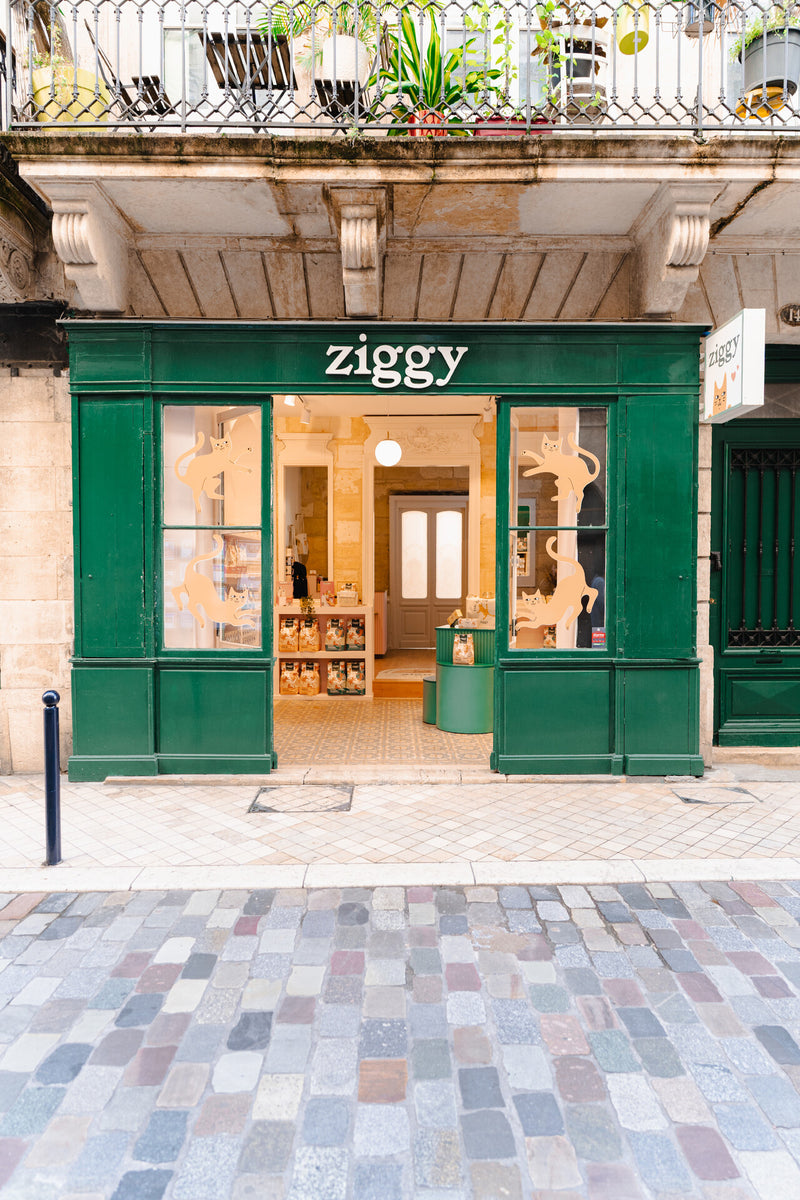 Ziggy – Panache Bordeaux
